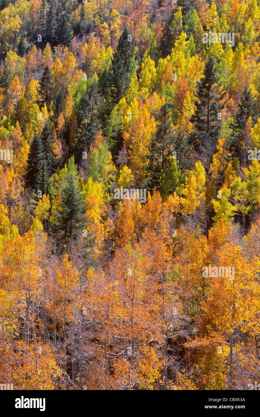 Autumn colored aspen and conifer forest, Lime Creek Valley, San Juan ...