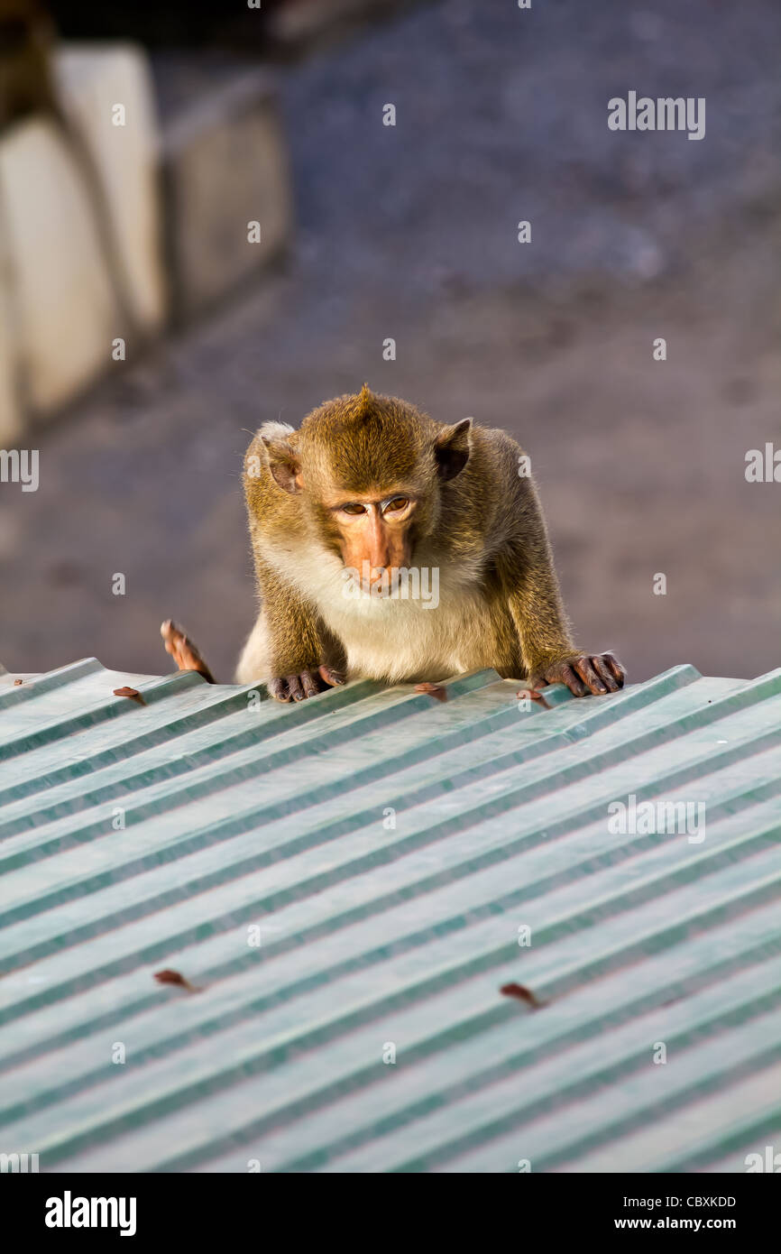 Monkey at roof hi-res stock photography and images - Alamy