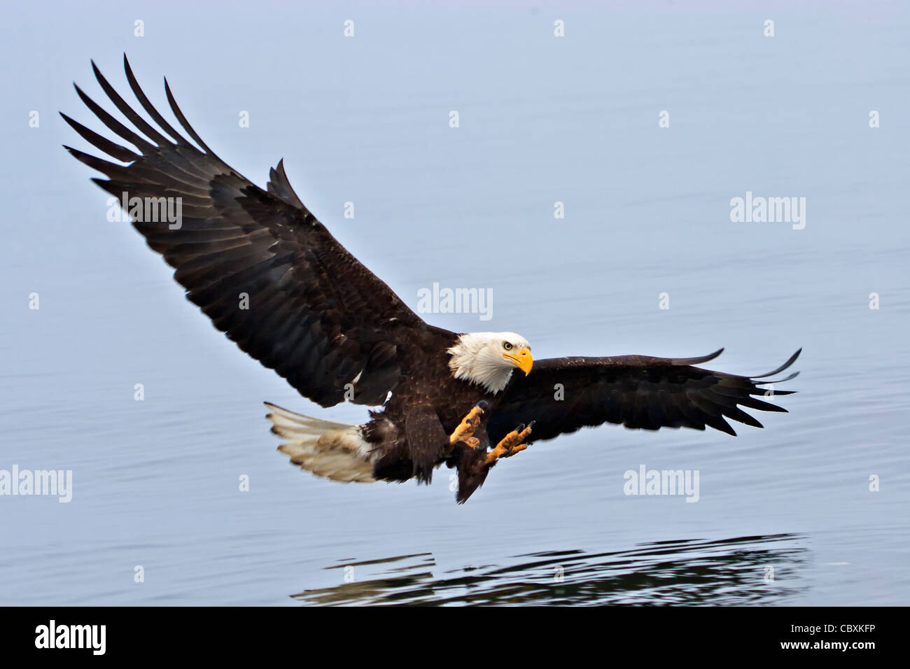 Bald eagle wings wide hi-res stock photography and images - Alamy