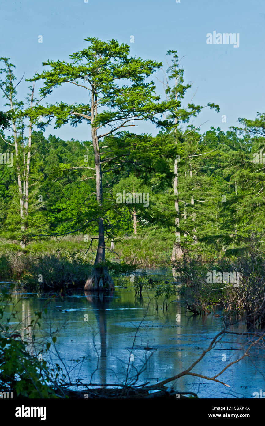 Swamp cypress trees hi-res stock photography and images - Alamy