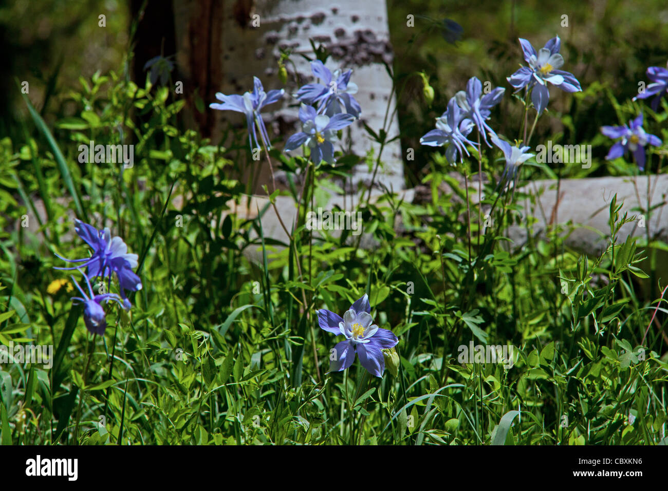 Columbine, the state flower of Colorado Stock Photo - Alamy