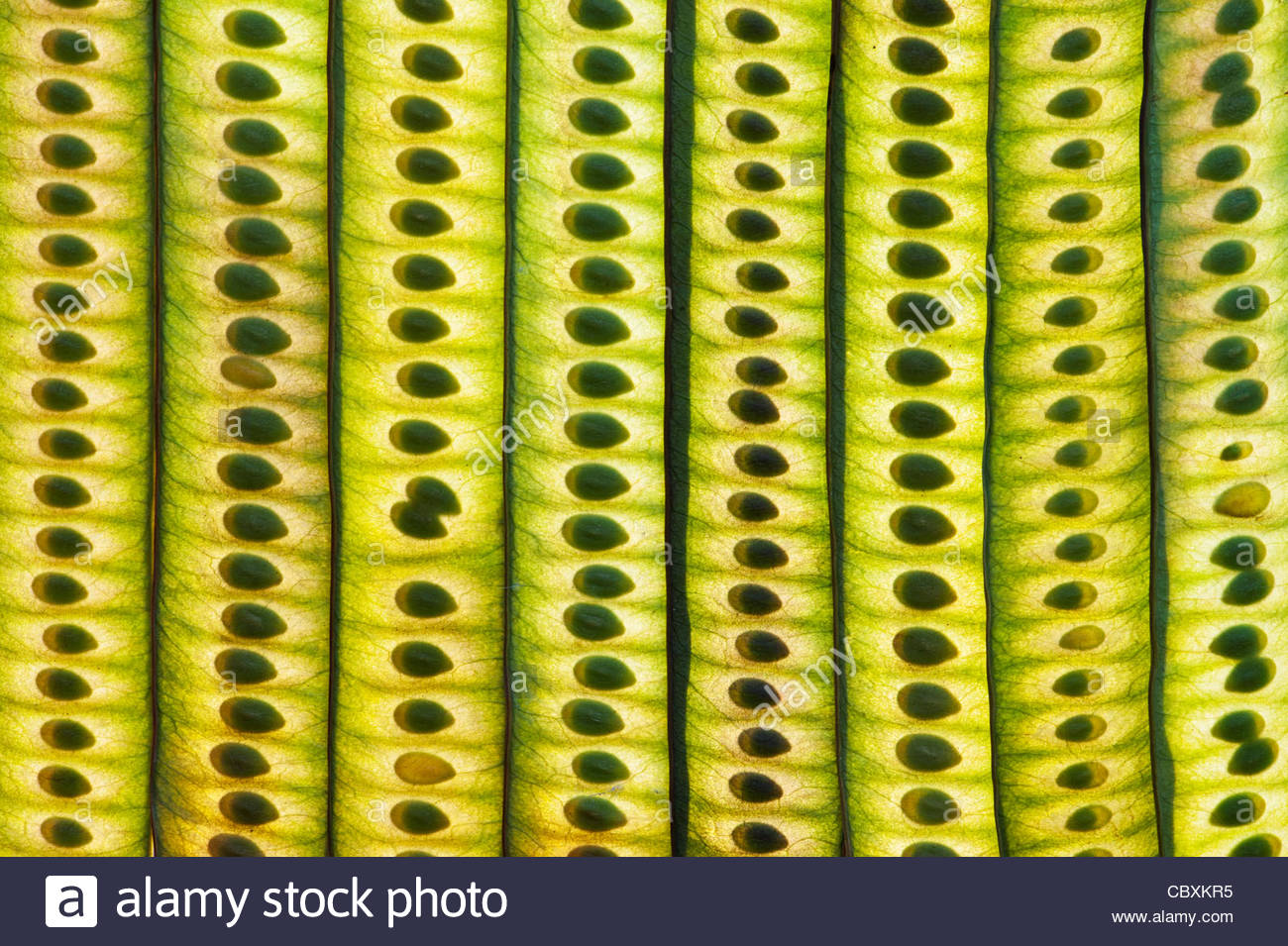 Flat Seed Pods Stock Photos & Flat Seed Pods Stock Images - Alamy