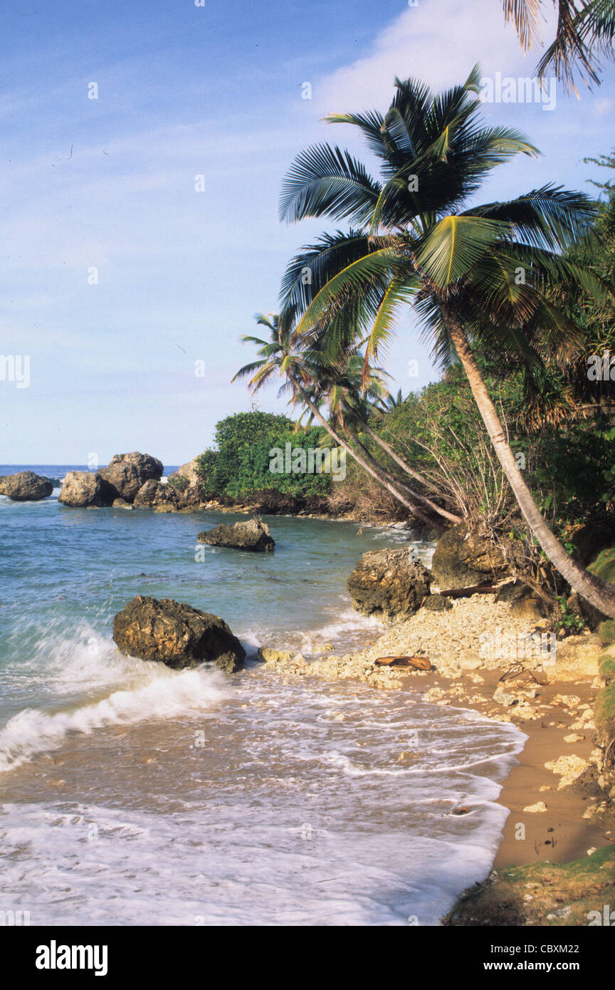 Bathsheba beach, Barbados Stock Photo - Alamy