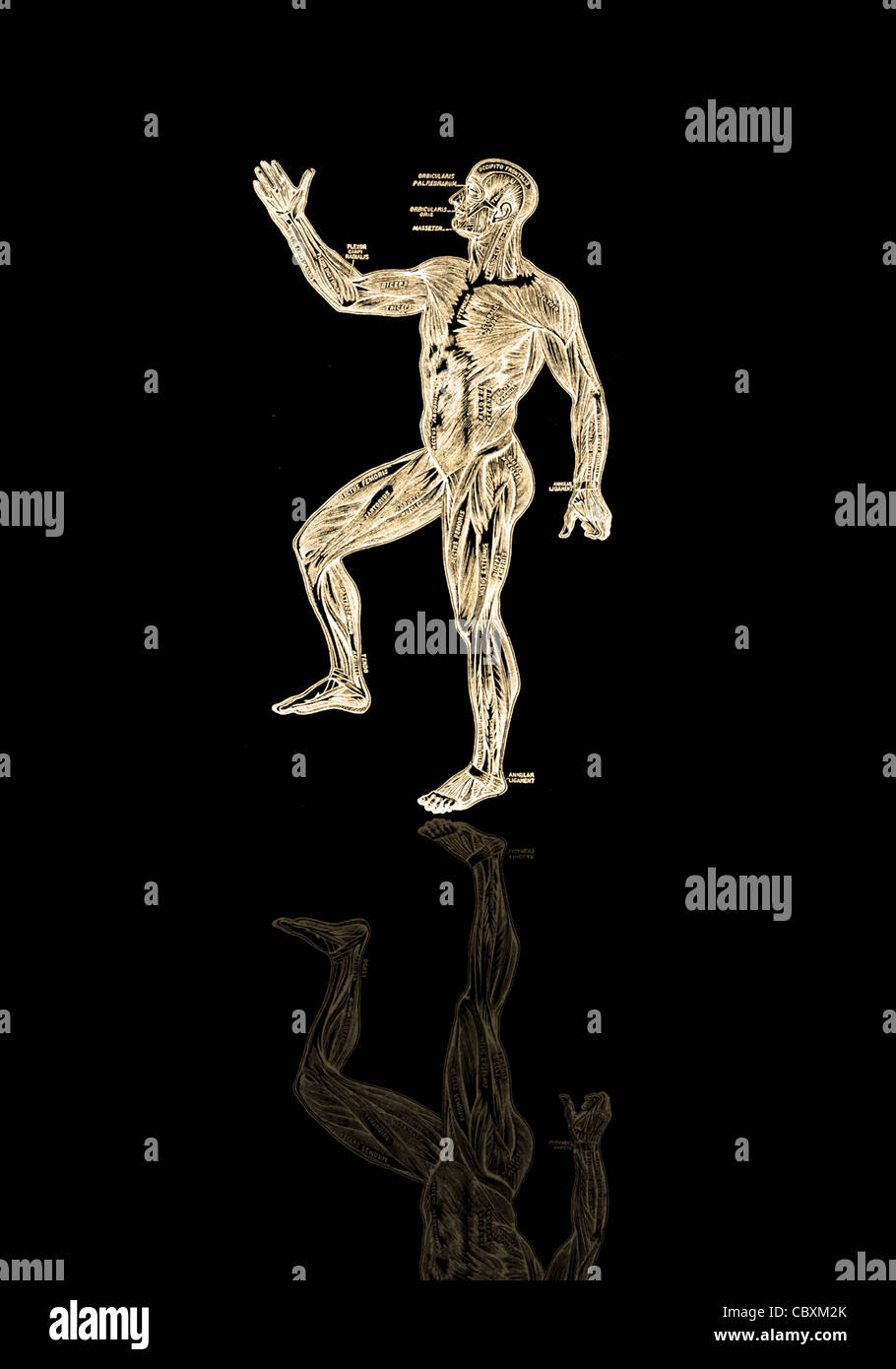 The abstract human body Stock Photo - Alamy