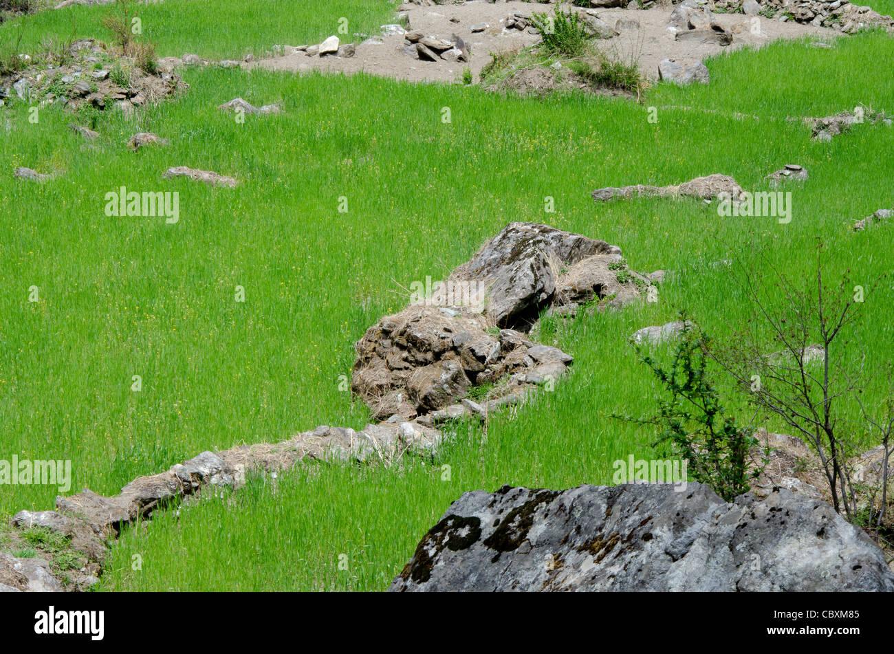 Himalaya grass hi-res stock photography and images - Alamy