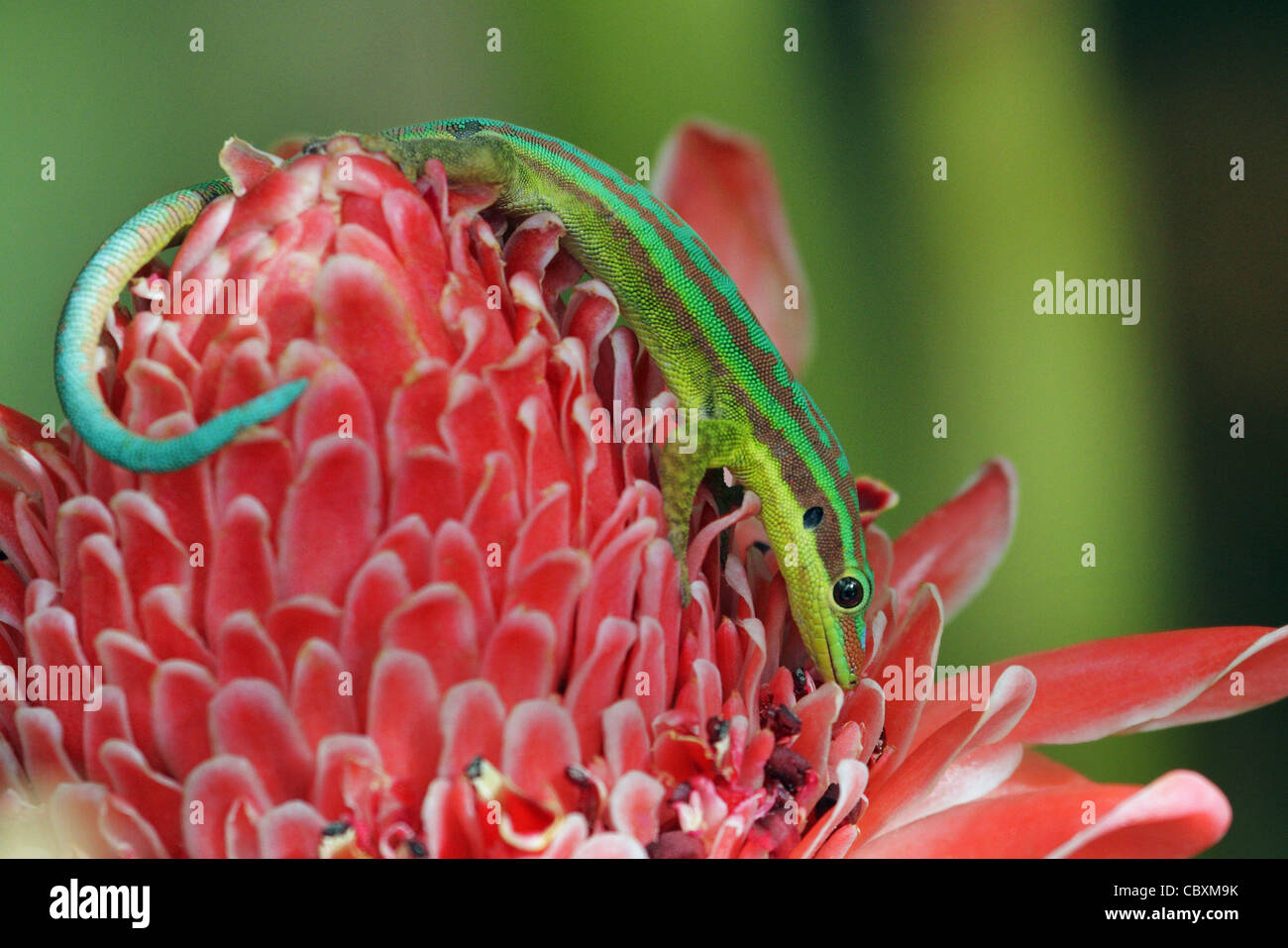 Lizard flower hi-res stock photography and images - Alamy