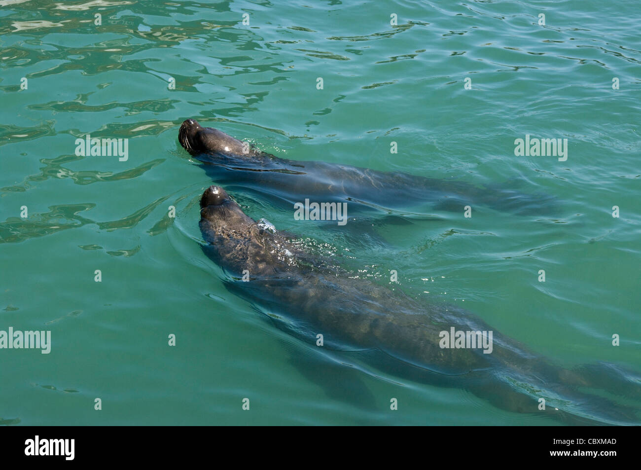 Chile. Sea lions Stock Photo - Alamy