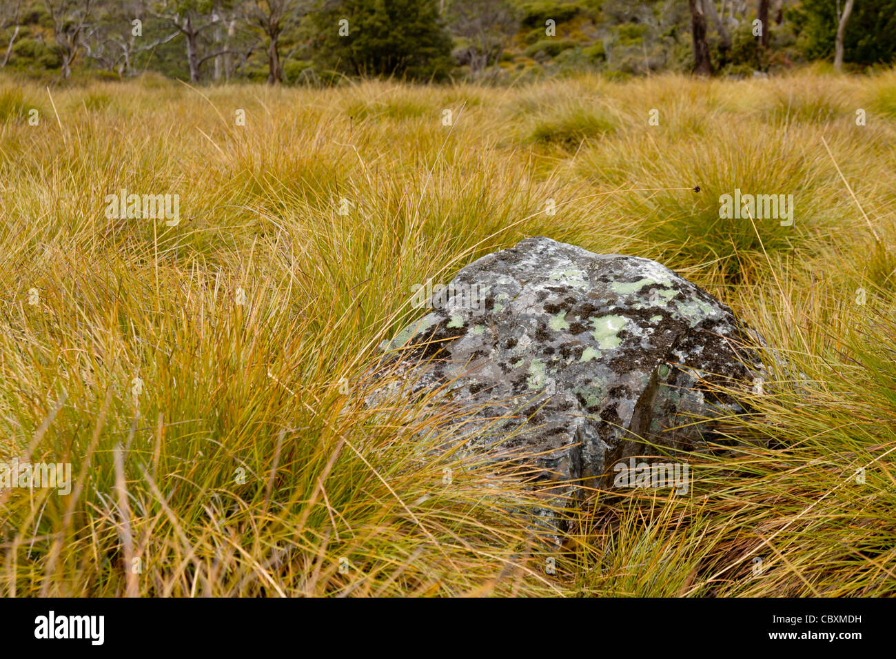 Buttongrass plain and boulder near Cradle Mountain Stock Photo - Alamy