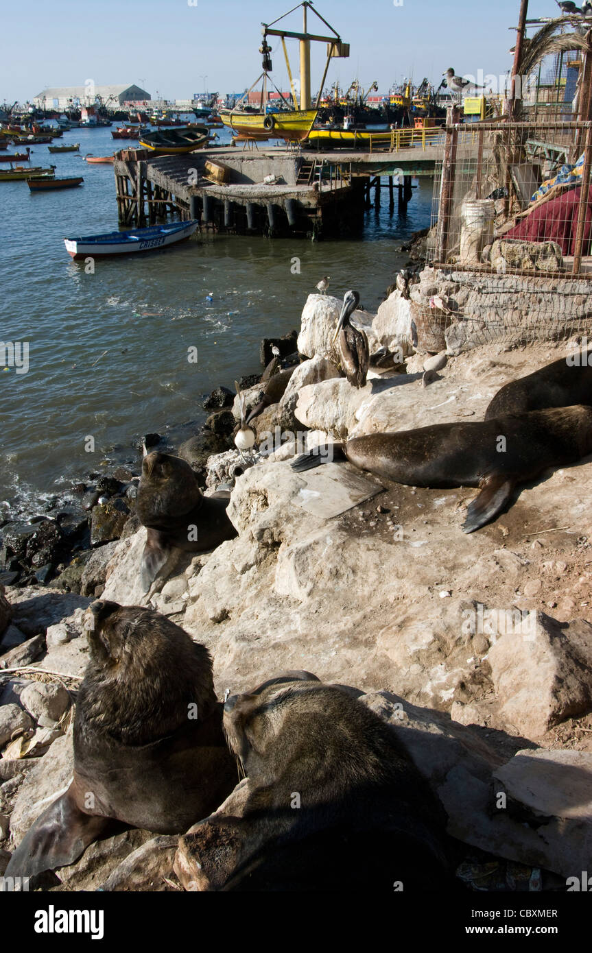 Chile. Port of Arica Stock Photo - Alamy