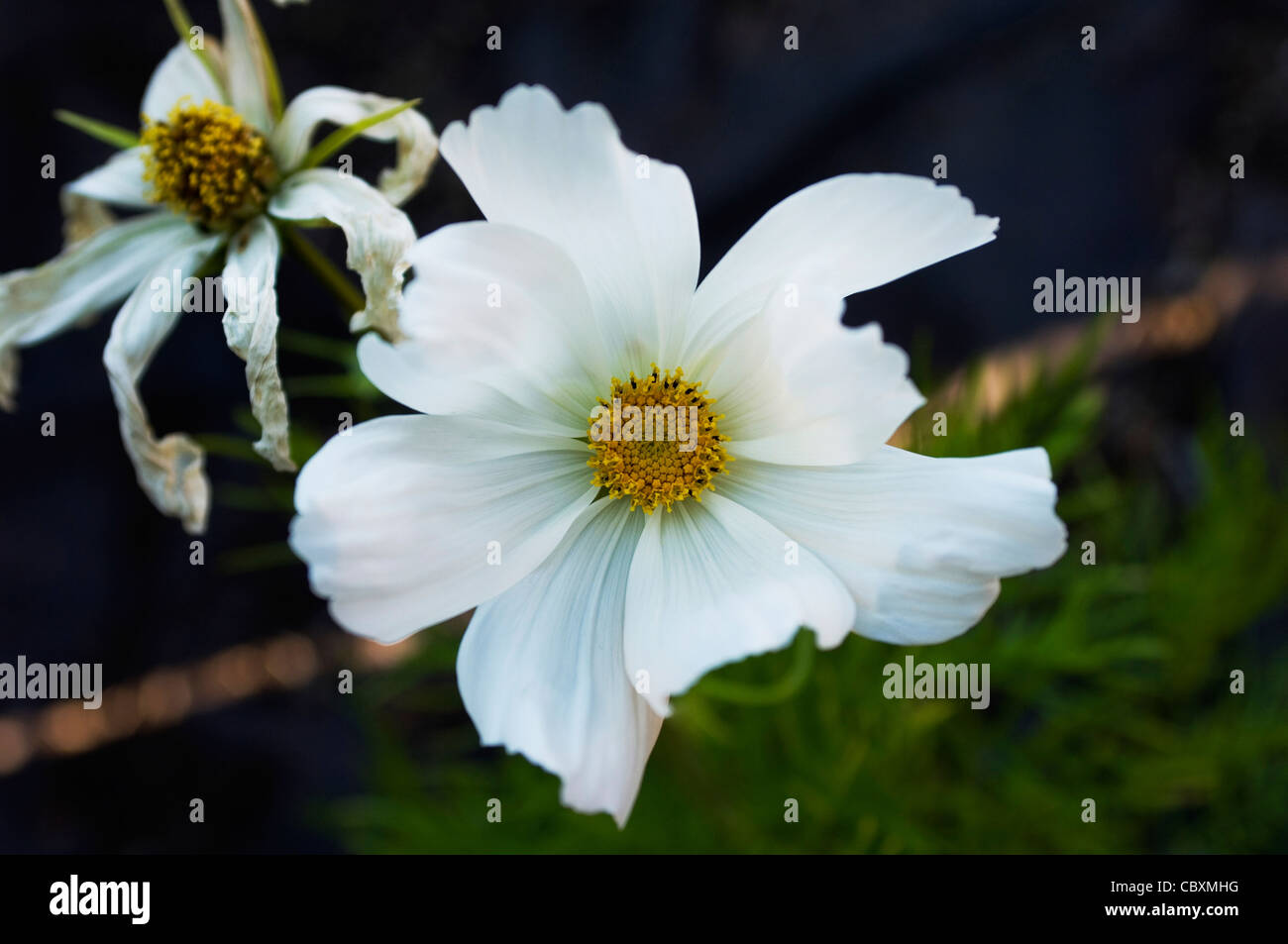 White Cosmos High Resolution Stock Photography and Images - Alamy