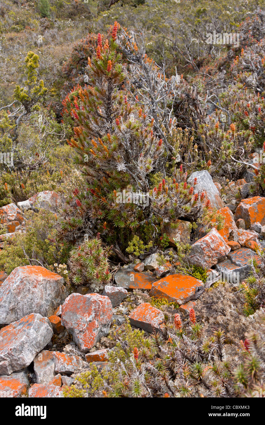 Red lichen paint the rocks underneath a flowering Richea scoparia Stock ...