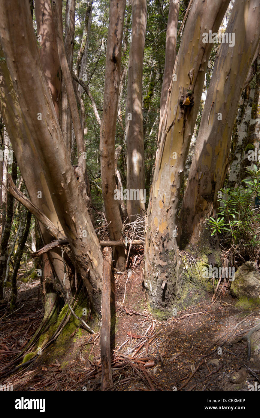 Multi Stemmed Tree Stock Photos & Multi Stemmed Tree Stock Images - Alamy