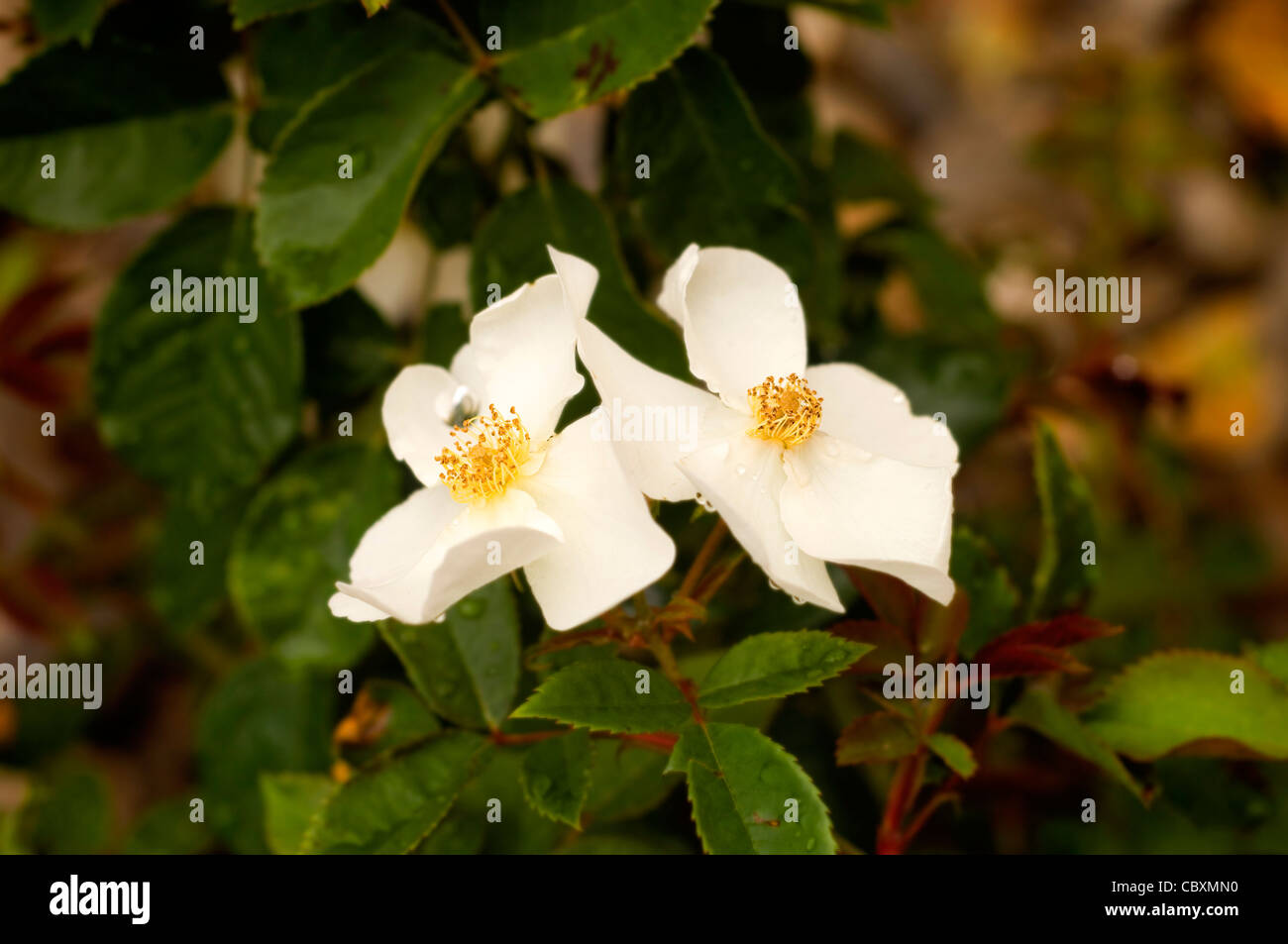Shrub of white roses hi-res stock photography and images - Alamy