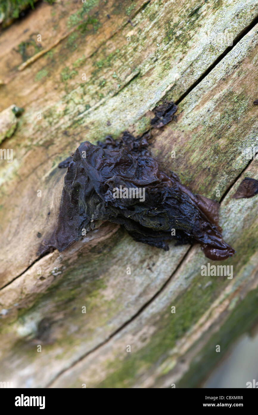 Jew's Ear (Jelly Ear) Aricularia aricula-judea fungi fruiting body ...