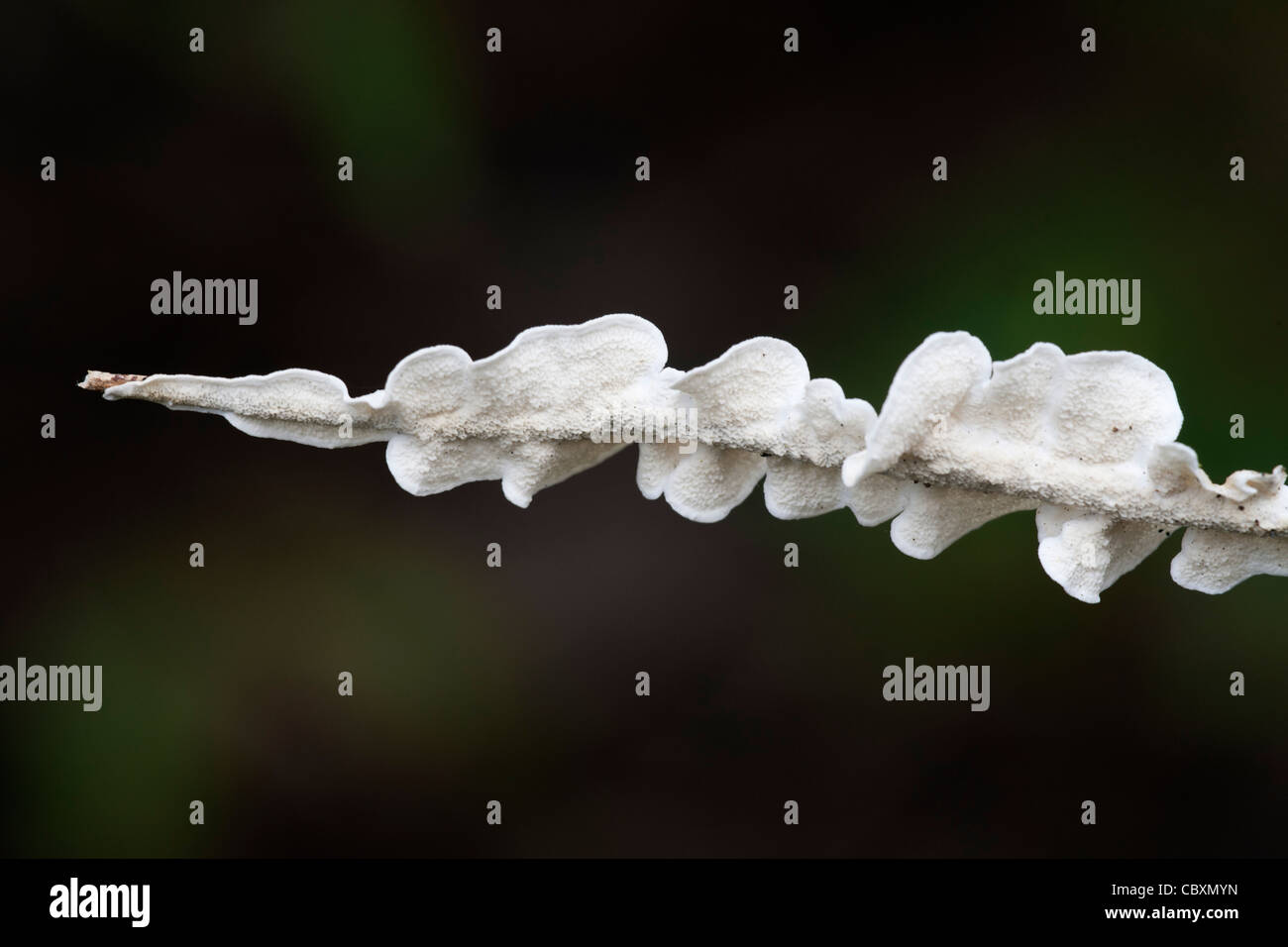 Netted Crust Byssomerulius corium fungi fruiting bodies (underside ...