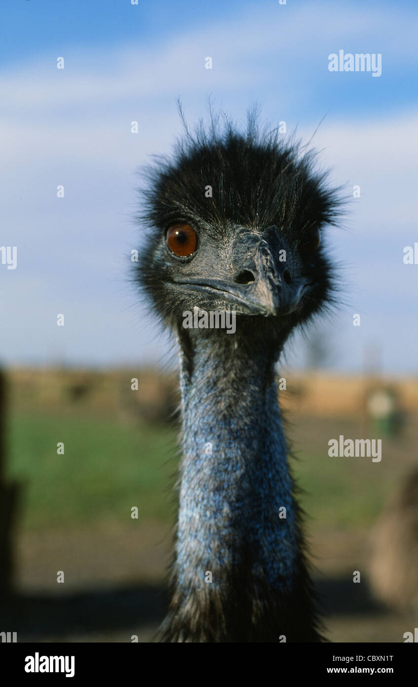 Emu close australia hi-res stock photography and images - Alamy