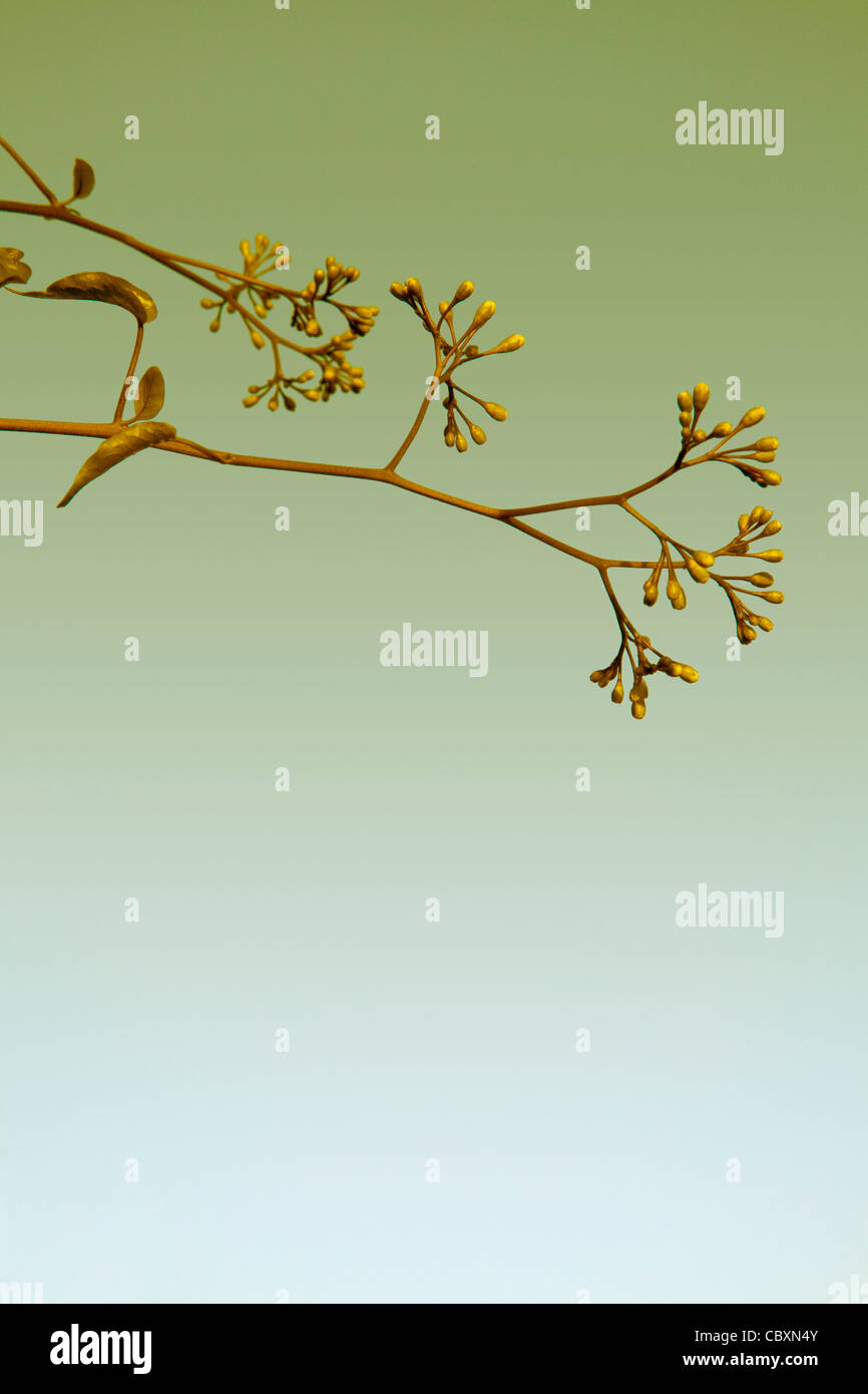 Plant sprig hi-res stock photography and images - Alamy