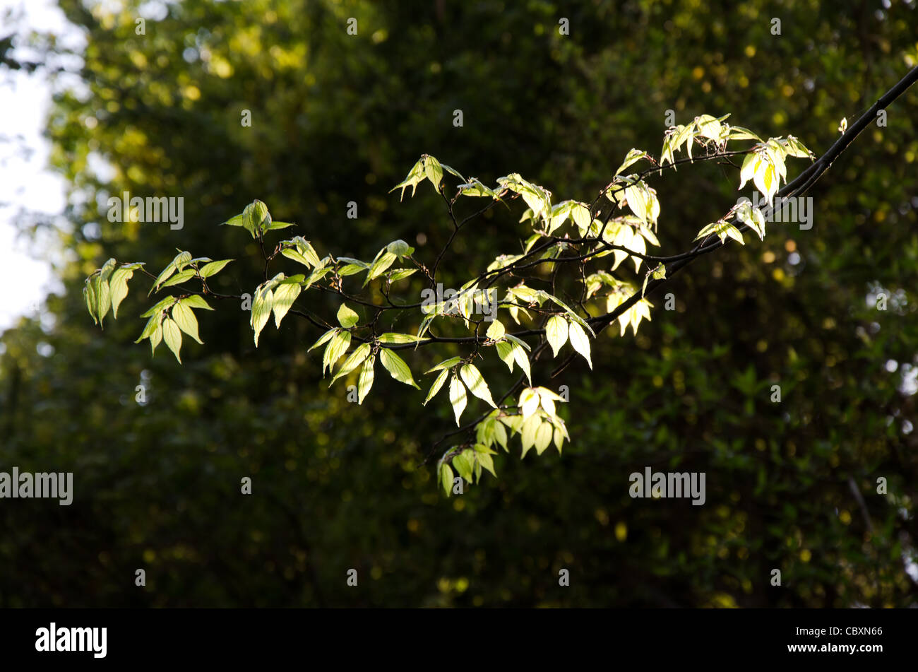 Light reflection on green leaves Stock Photo - Alamy