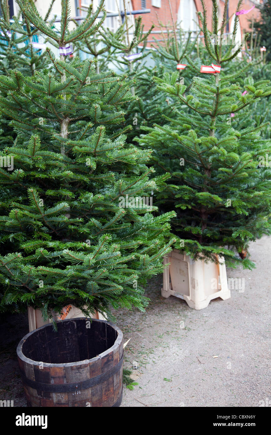 Natural christmas trees hi-res stock photography and images - Alamy