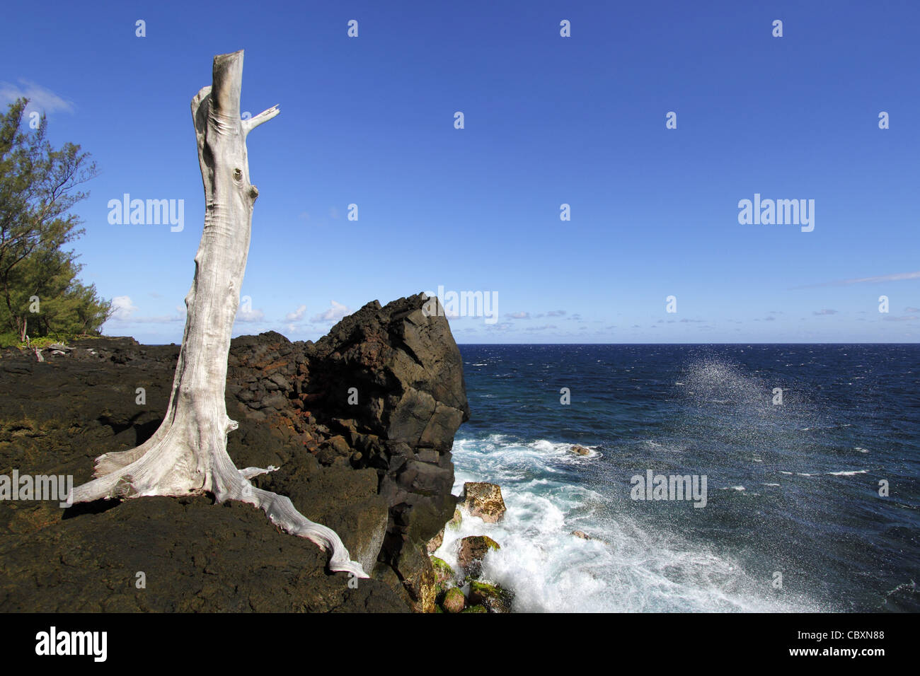 Dead tree in Reunion island Stock Photo - Alamy