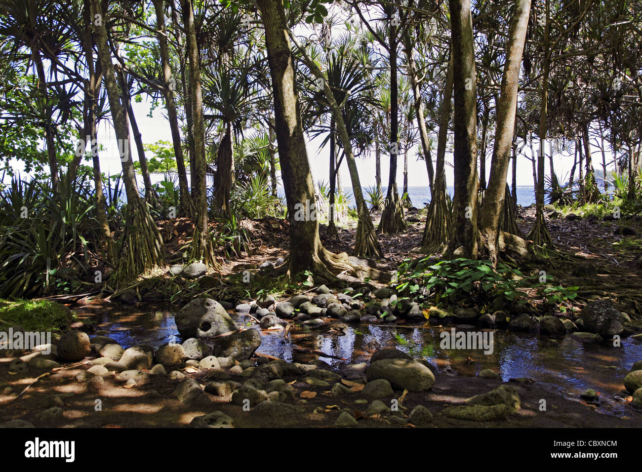 Vacoas tree in forest Stock Photo - Alamy
