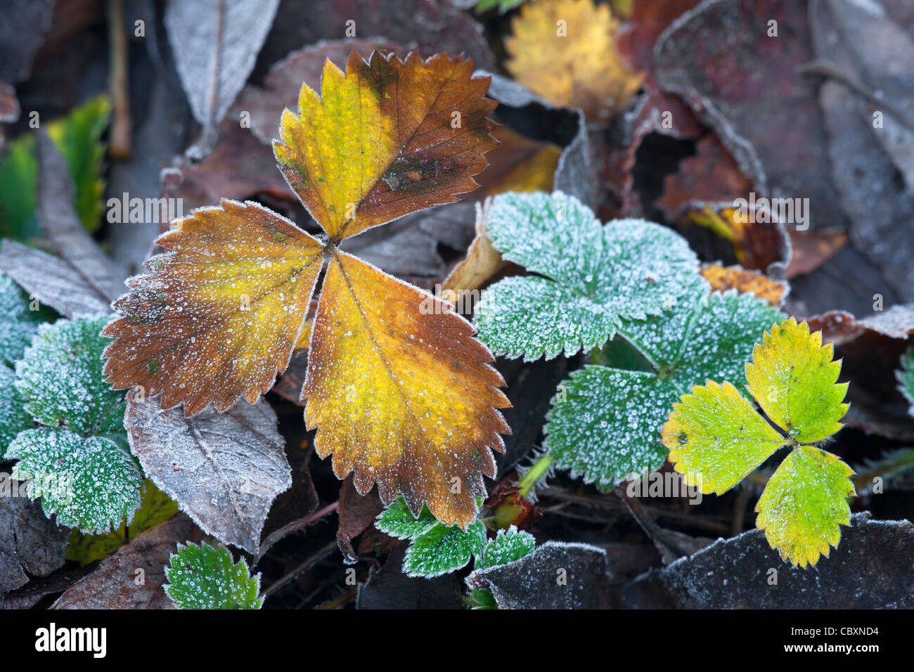 Autumn Bramble leaves covered in frost Stock Photo - Alamy