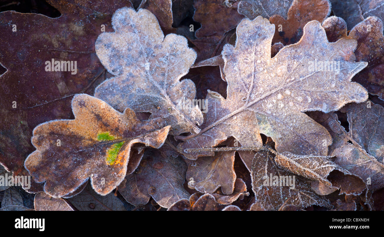 Frosted fallen Oak leaves Stock Photo - Alamy