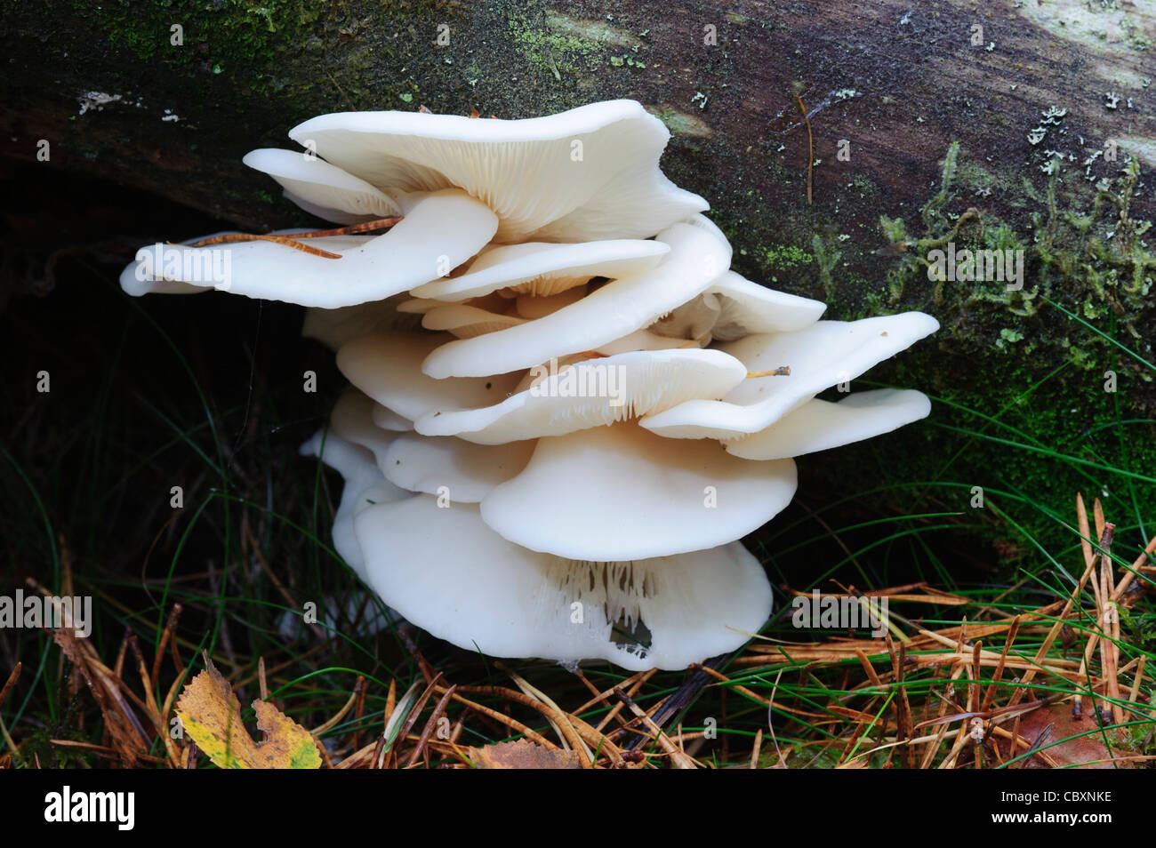 Pleurocybella Porrigens