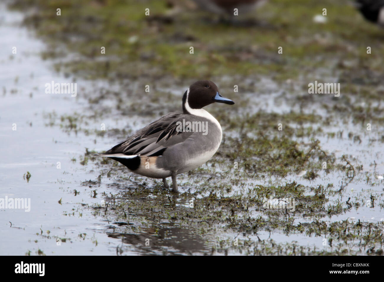 Adult Bird In Eclipse Plumage High Resolution Stock Photography and ...