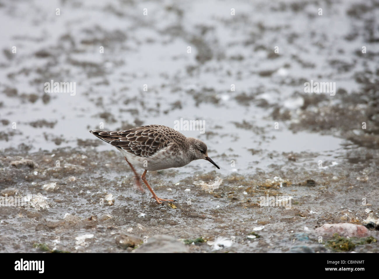 Ruff (Reeve) Philomachus pugnax adult female Stock Photo - Alamy