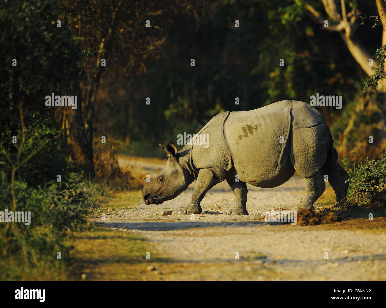 Assam Rhino High Resolution Stock Photography and Images - Alamy