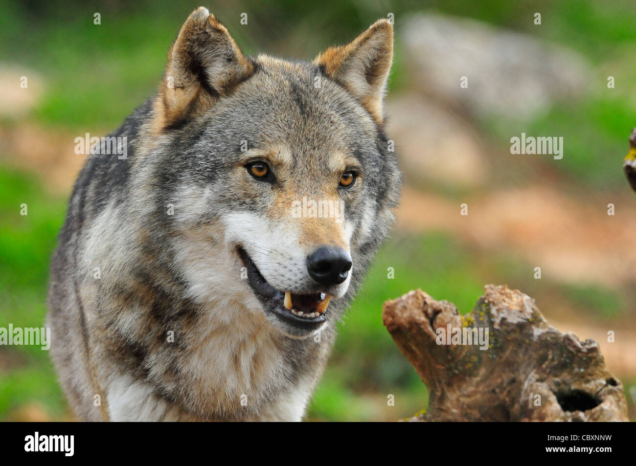 wolf (Canis lupus signatus) Iberian wolf feeding on Deer Controlled ...