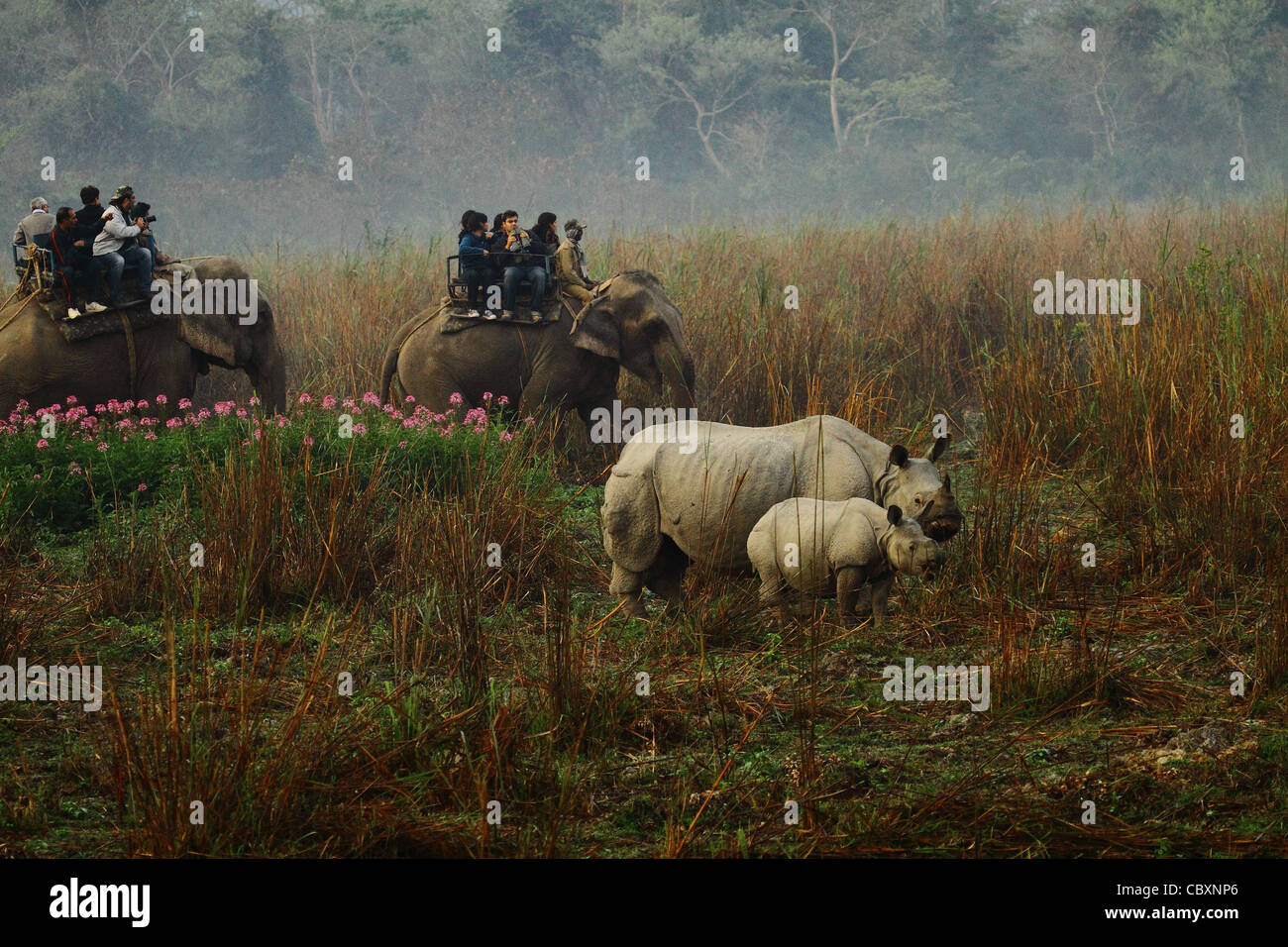 Assam Rhino High Resolution Stock Photography and Images - Alamy
