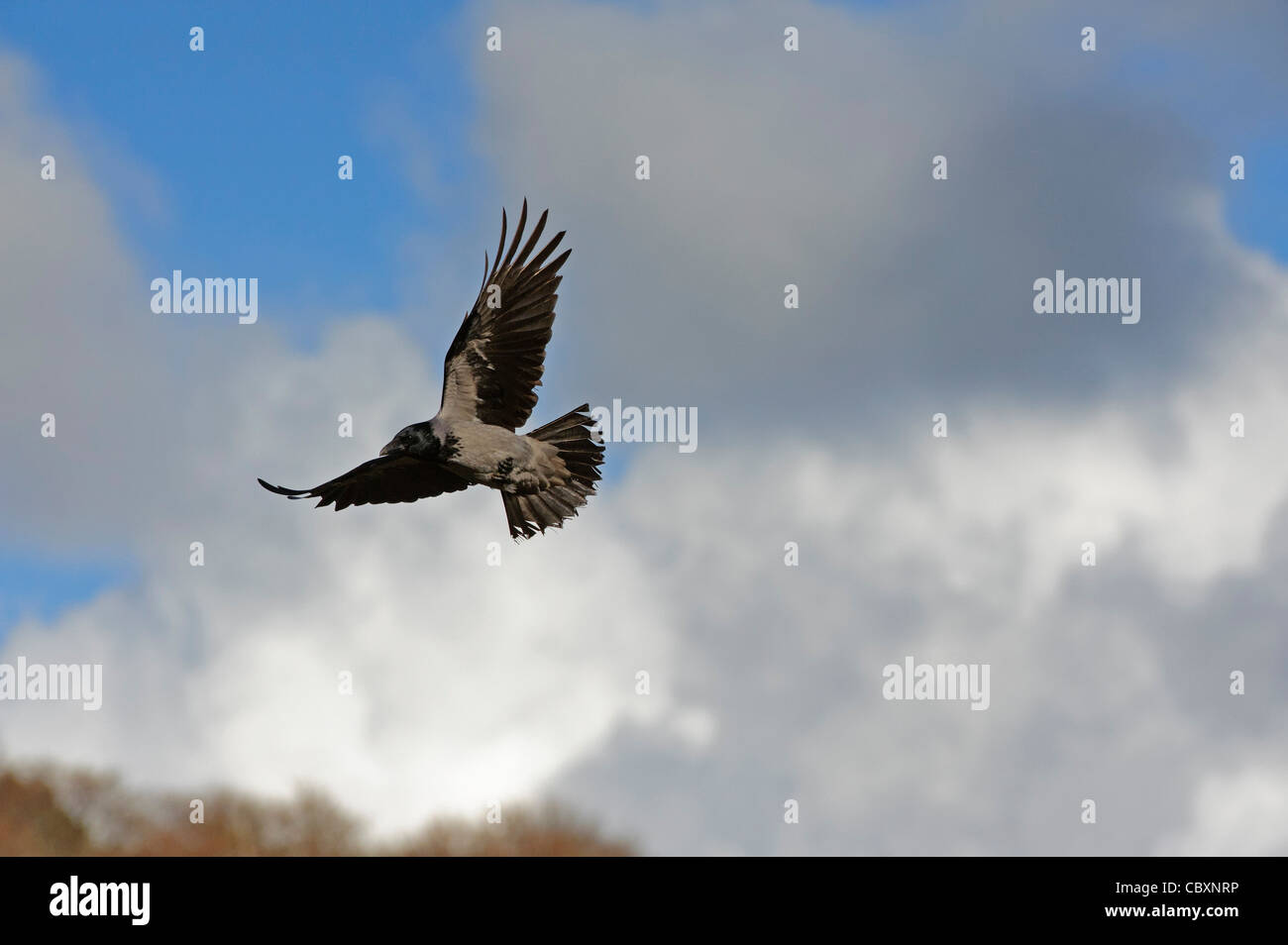 Hooded Crow ( Corvus corone cornix), in flight Stock Photo - Alamy