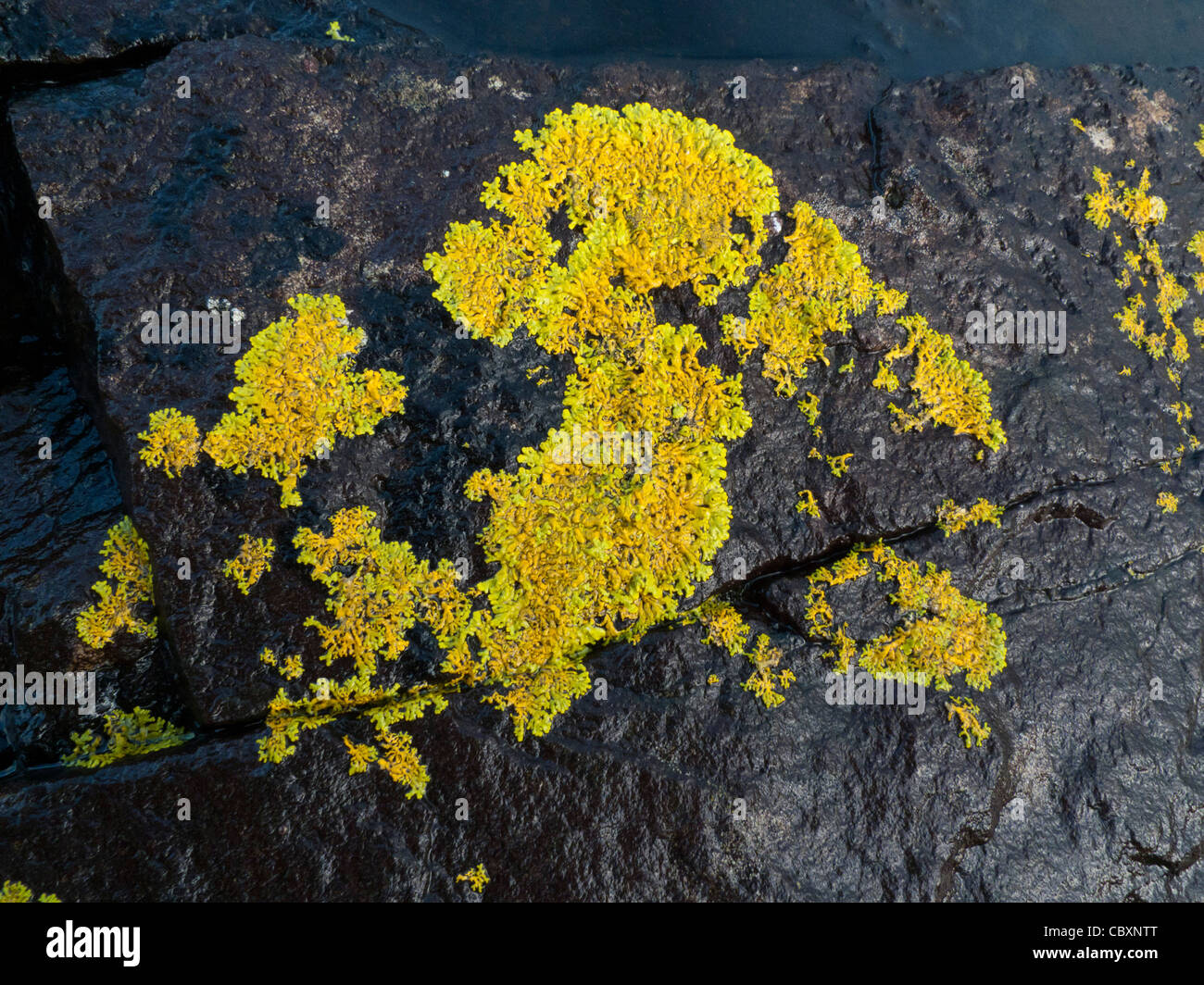 Common orange lichen (Xanthoria parietina Stock Photo - Alamy