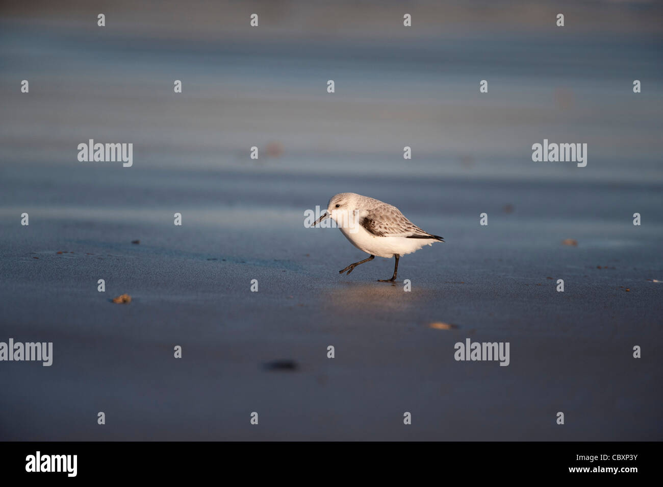 Sanderling feet hi-res stock photography and images - Alamy