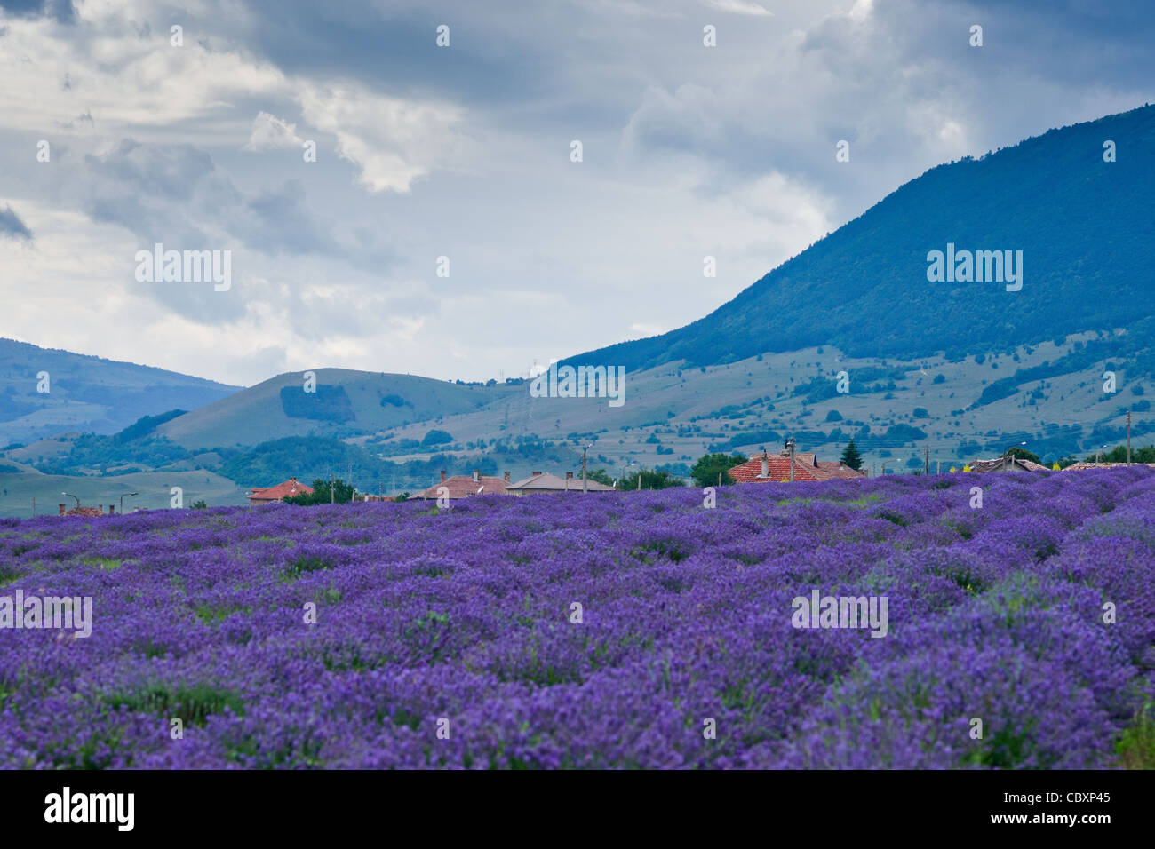 Bulgarian lavender hi-res stock photography and images - Alamy