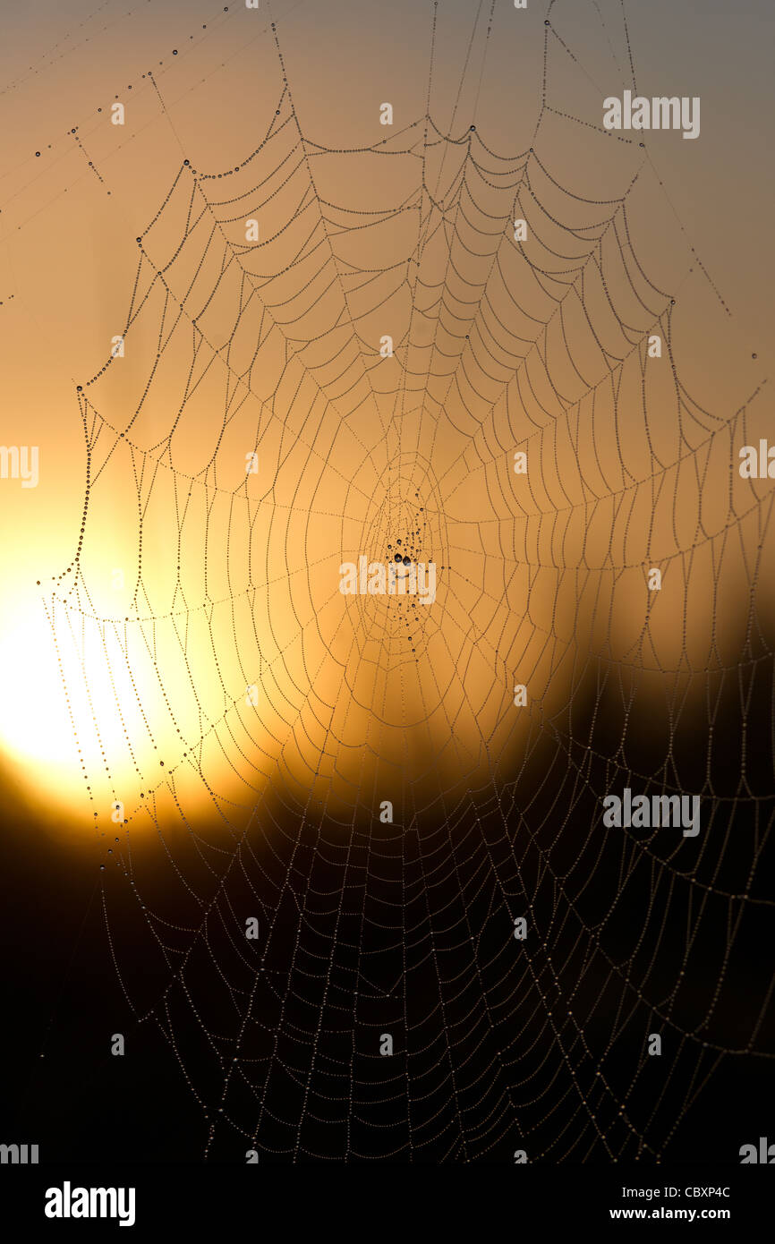 Cobweb cobwebs hi-res stock photography and images - Alamy