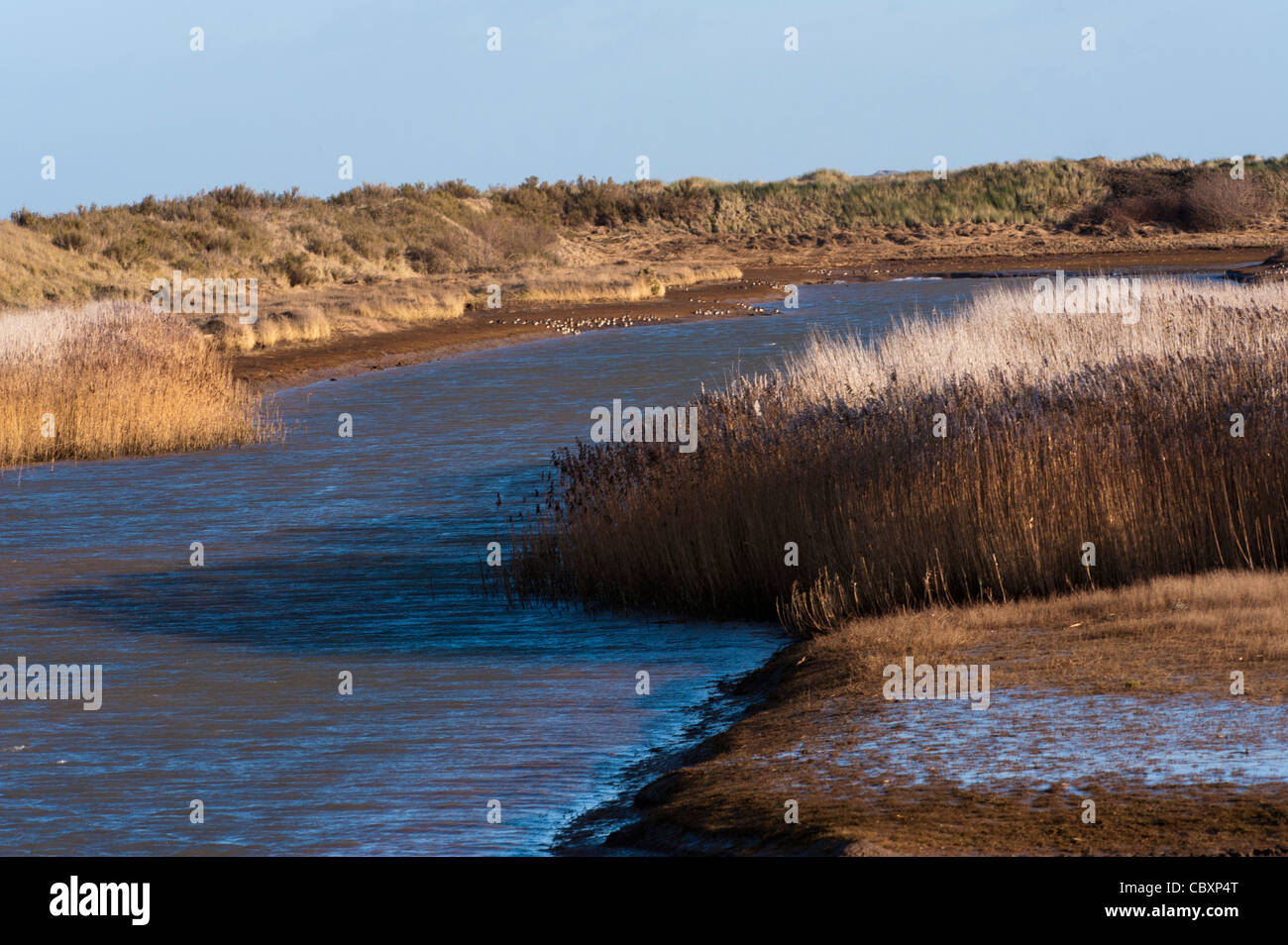 Brackish habitat hi-res stock photography and images - Alamy