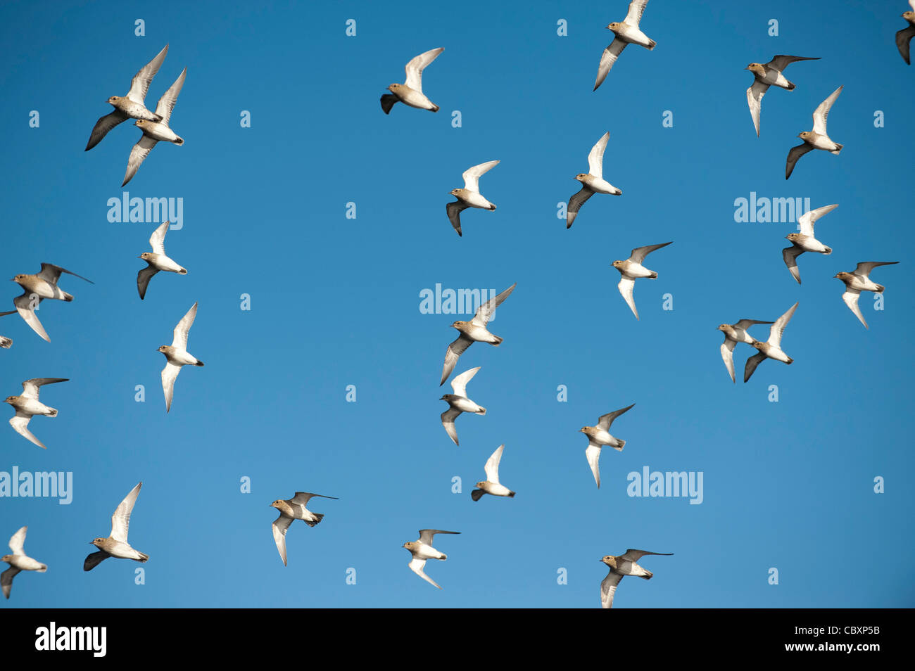 Golden plover flight hi-res stock photography and images - Alamy