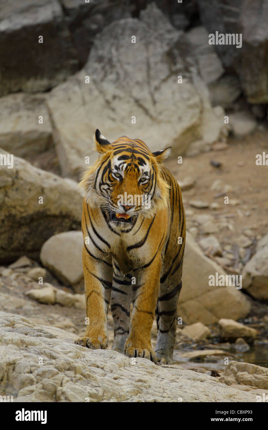 Royal Bengal Tiger in Dry Deciduous Forest in Ranthambhore National ...