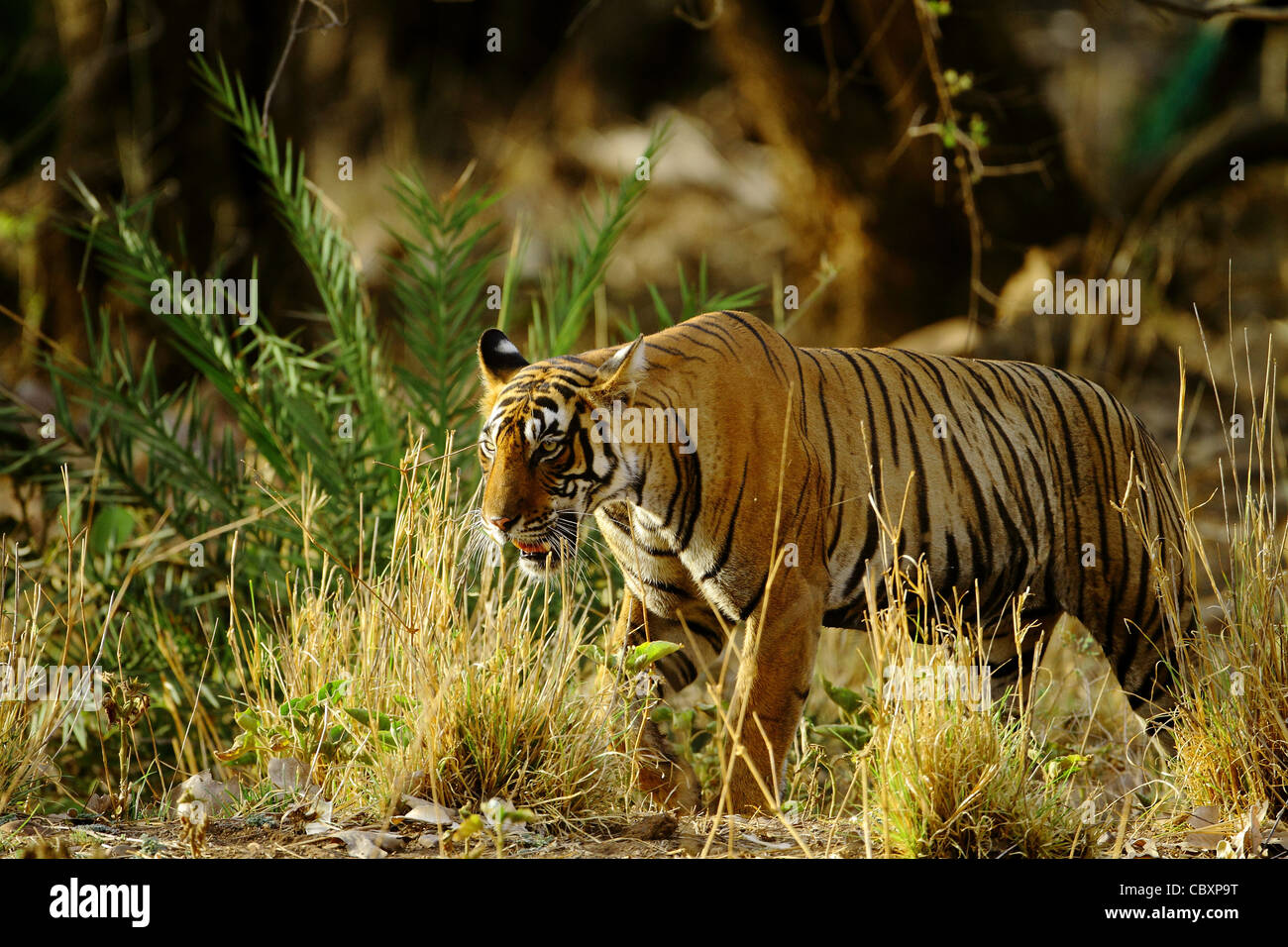 Royal Bengal Tiger in the wild in Ranthambhore National Park Stock ...