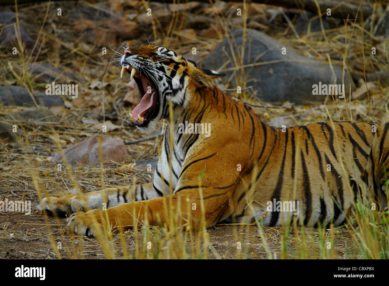Bengal tiger in the wild hi-res stock photography and images - Alamy