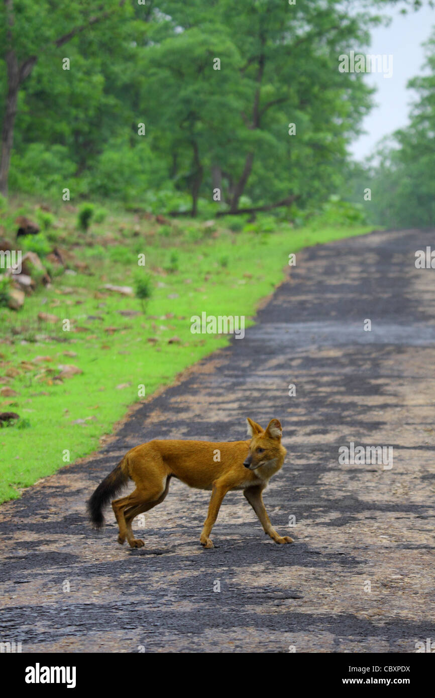 Dhol india hi-res stock photography and images - Alamy