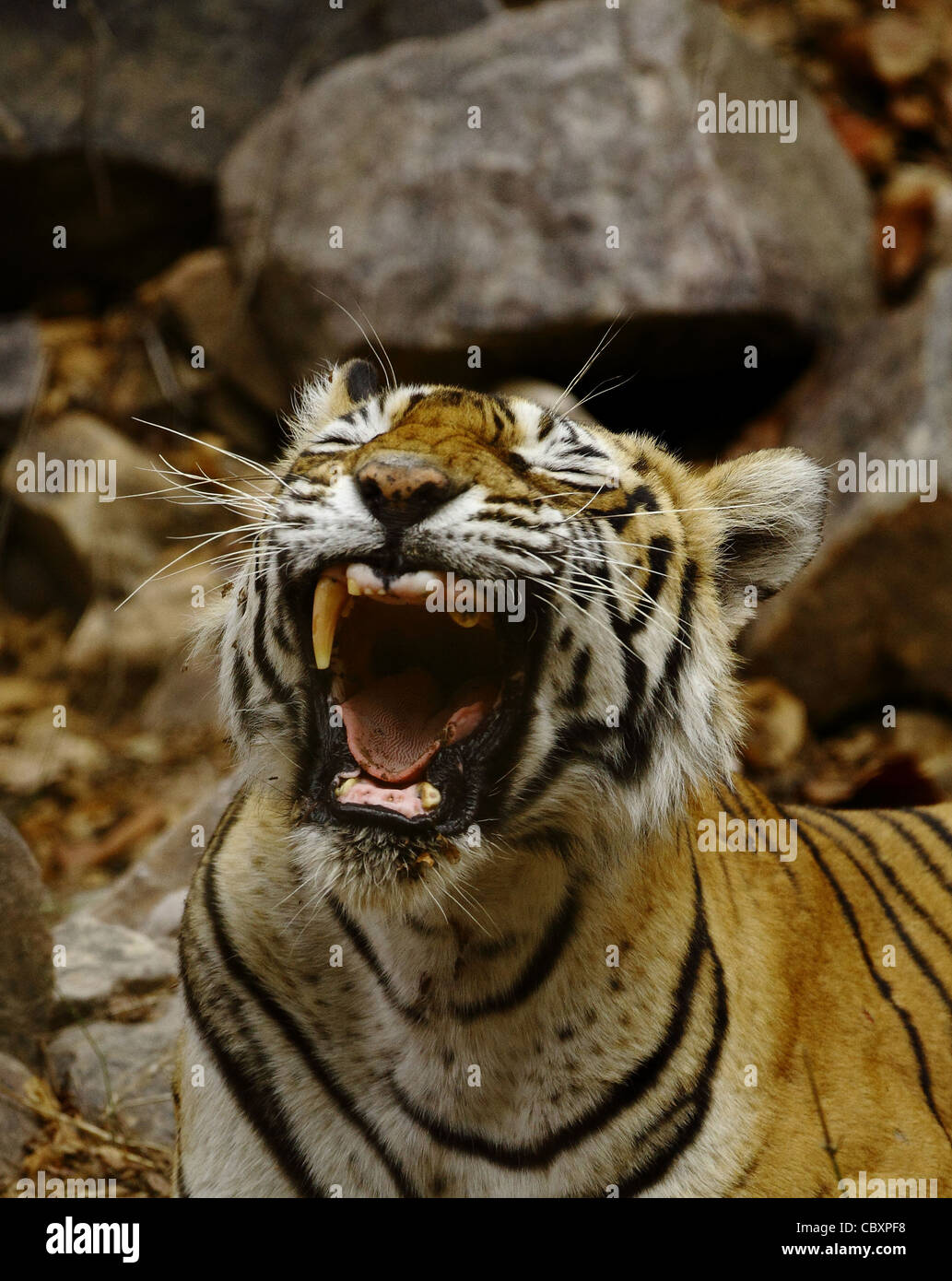 Tigress machli hi-res stock photography and images - Alamy