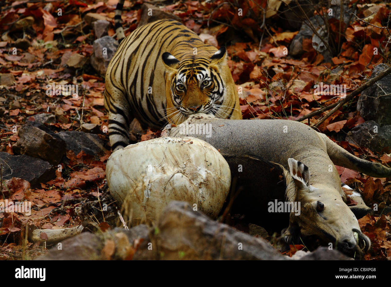 Tiger kill hi-res stock photography and images - Alamy