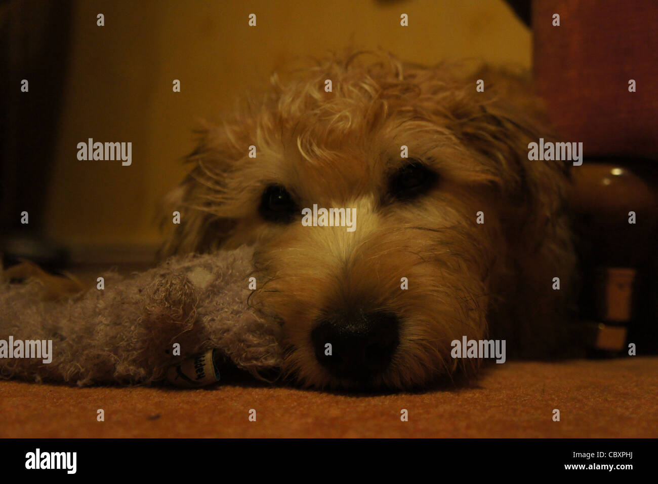 Wheaten terrier puppy hi-res stock photography and images - Alamy