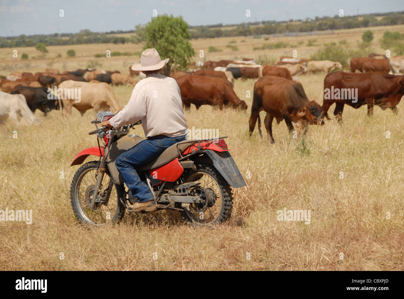 Australian stockman (cowboy) on a motorbike driving cattle at ...