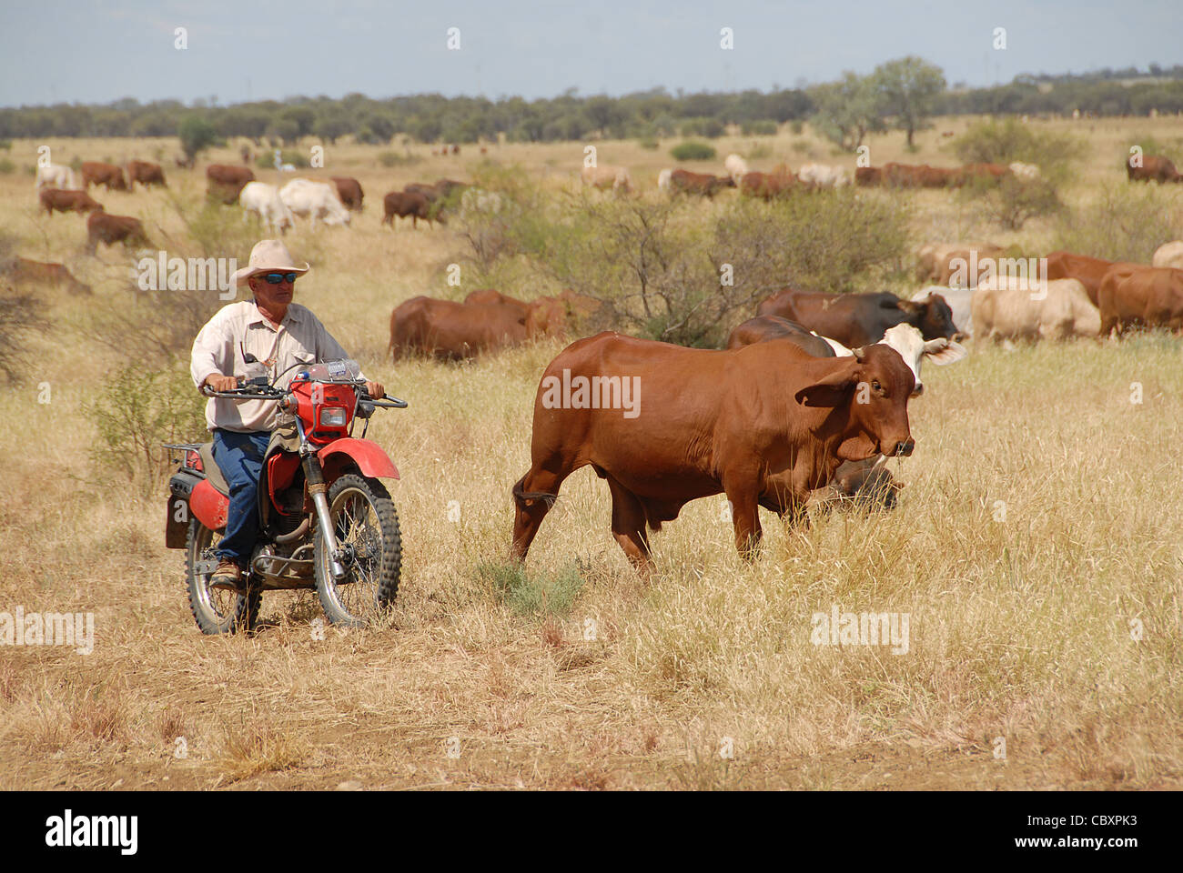 Australian cattle station High Resolution Stock Photography and Images ...