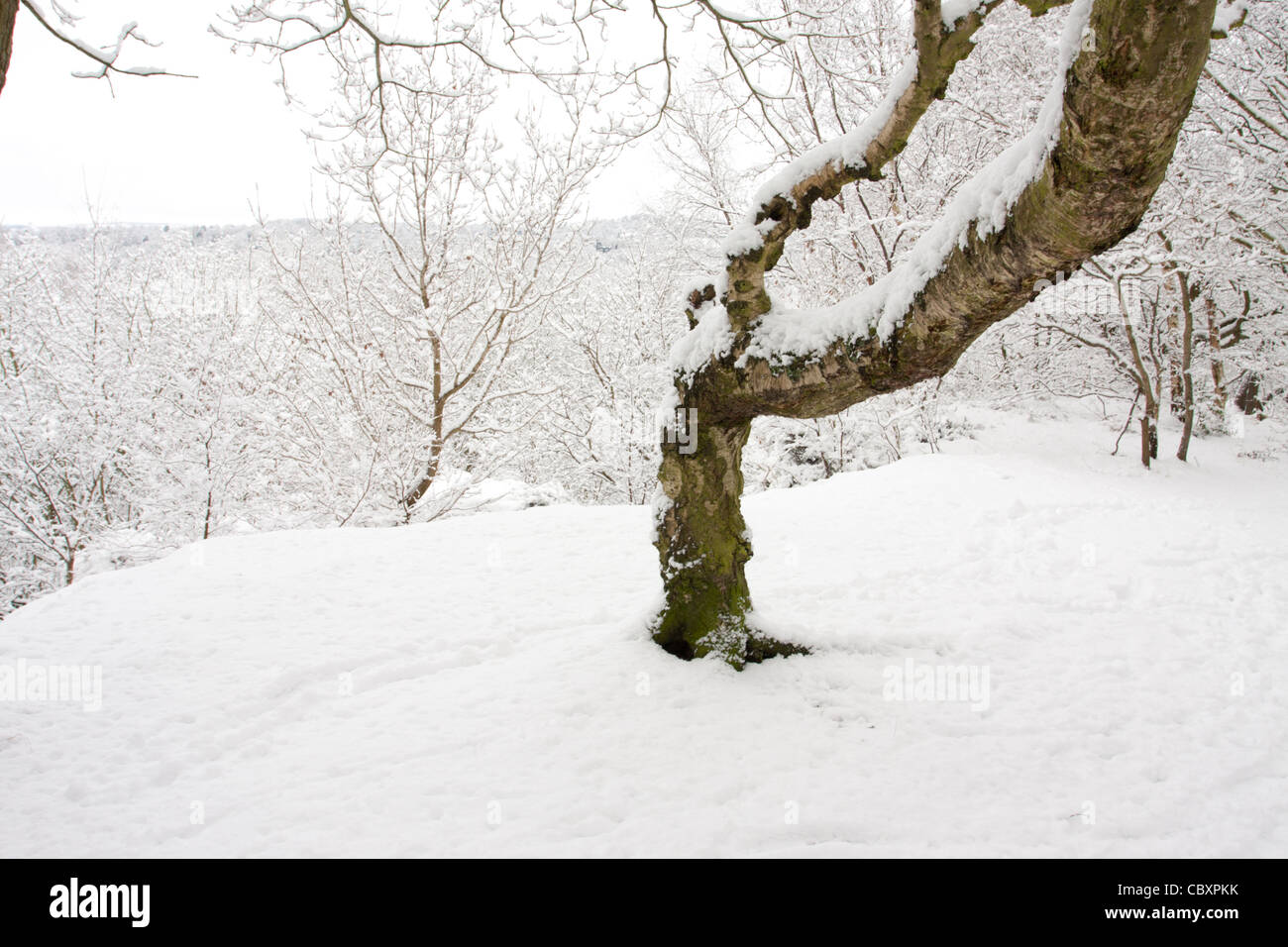 A leaning tree covered in snow overlooking a cliff Stock Photo - Alamy
